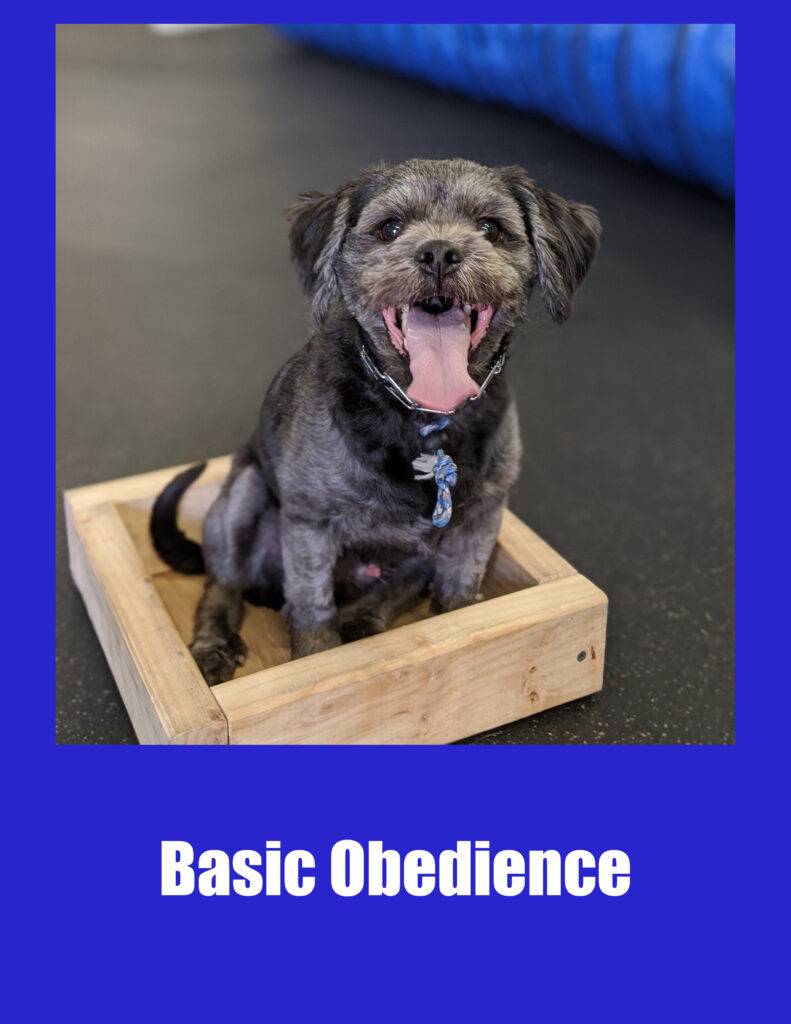 Train Your Human Dog Training - Train Your Human Dog Training