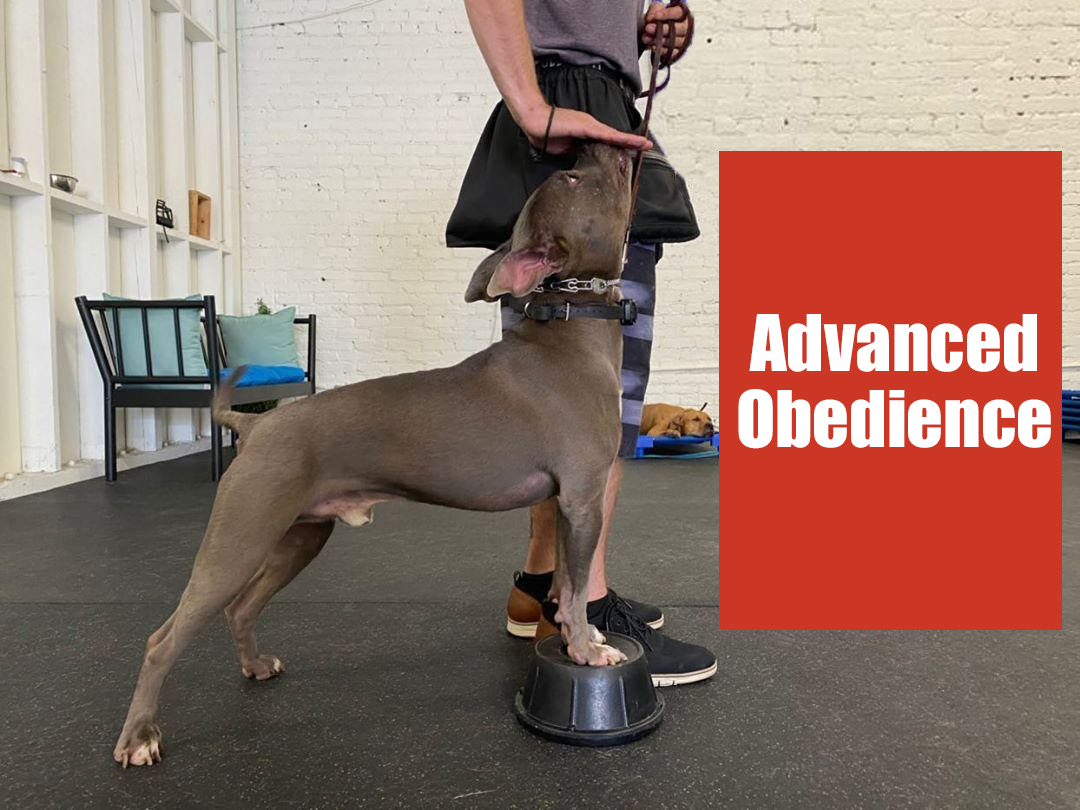 Advanced Obedience - Train Your Human Dog Training