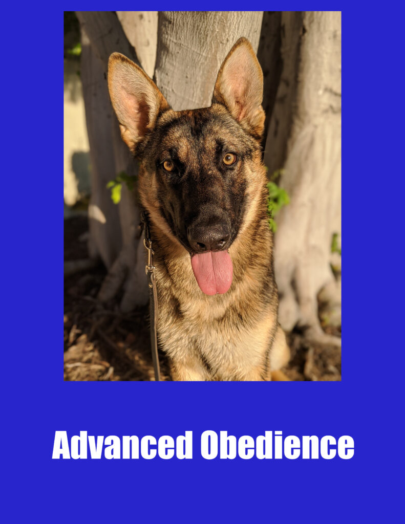 Train Your Human Dog Training - Train Your Human Dog Training