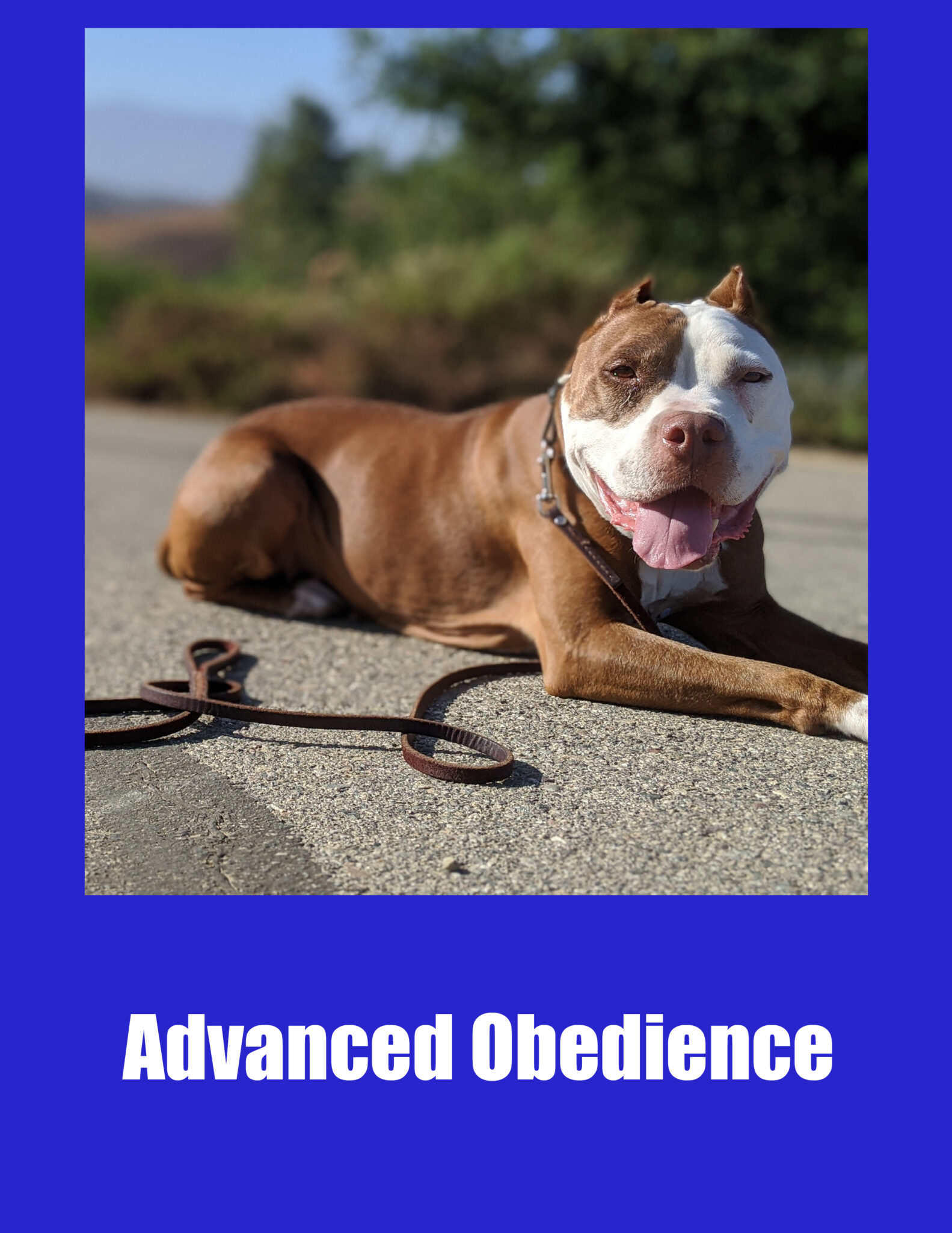 Train Your Human Dog Training - Train Your Human Dog Training